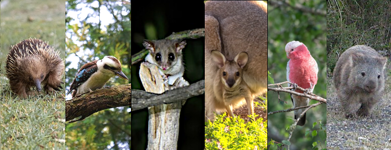 GiveNow - Wildlife Rescue Australia General Appeal