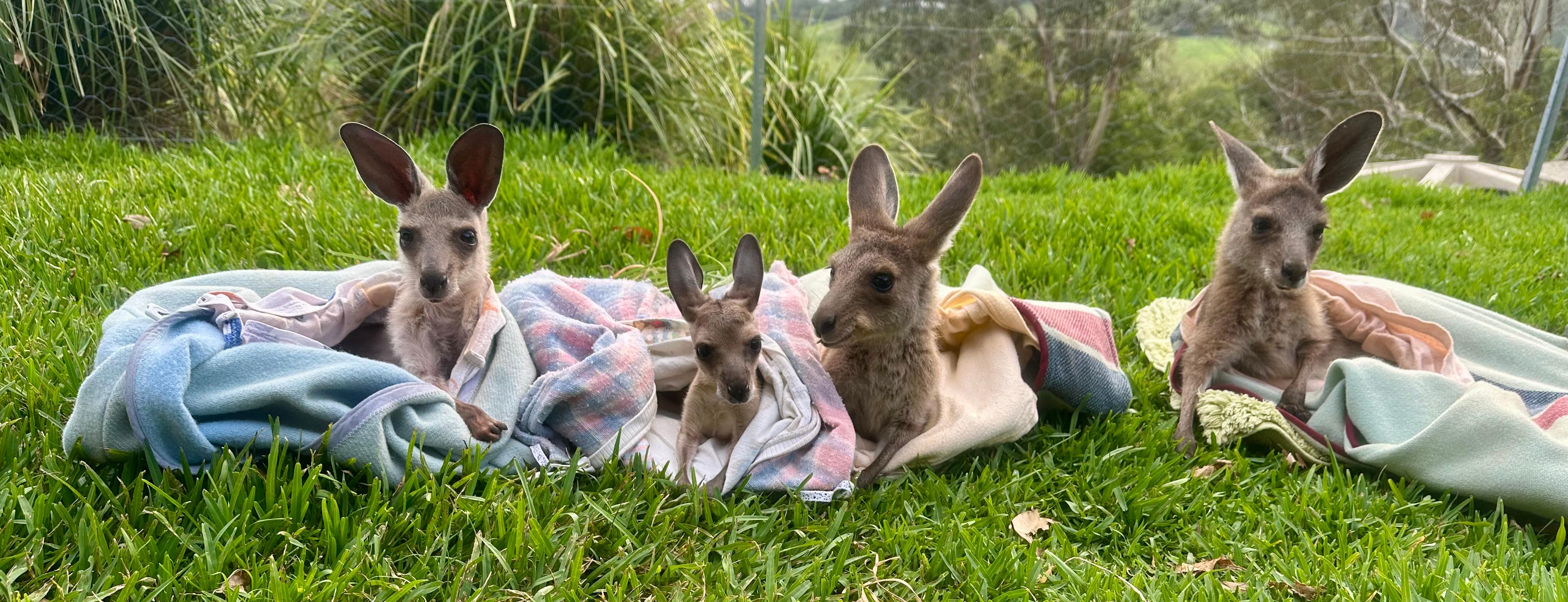 GiveNow - Rescue, Rehabilitate & Release Australian Native Wildlife