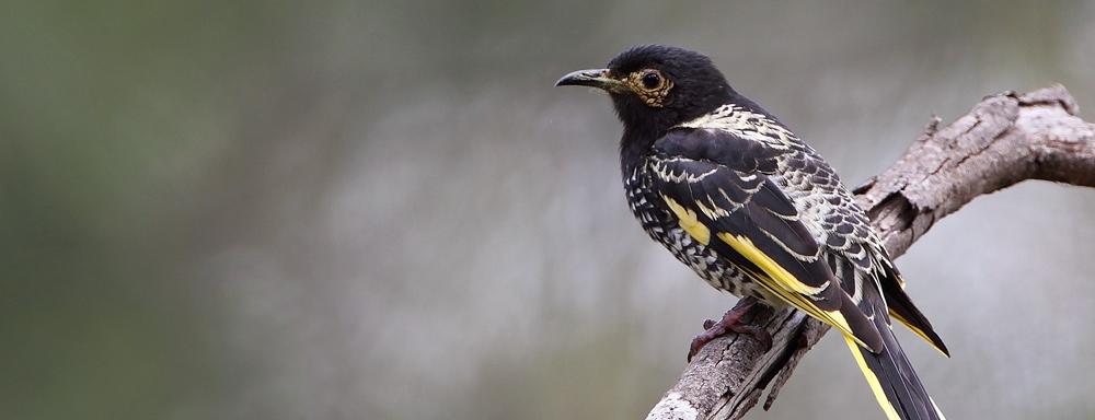 GiveNow - Protect Australia's threatened birds and their habitats