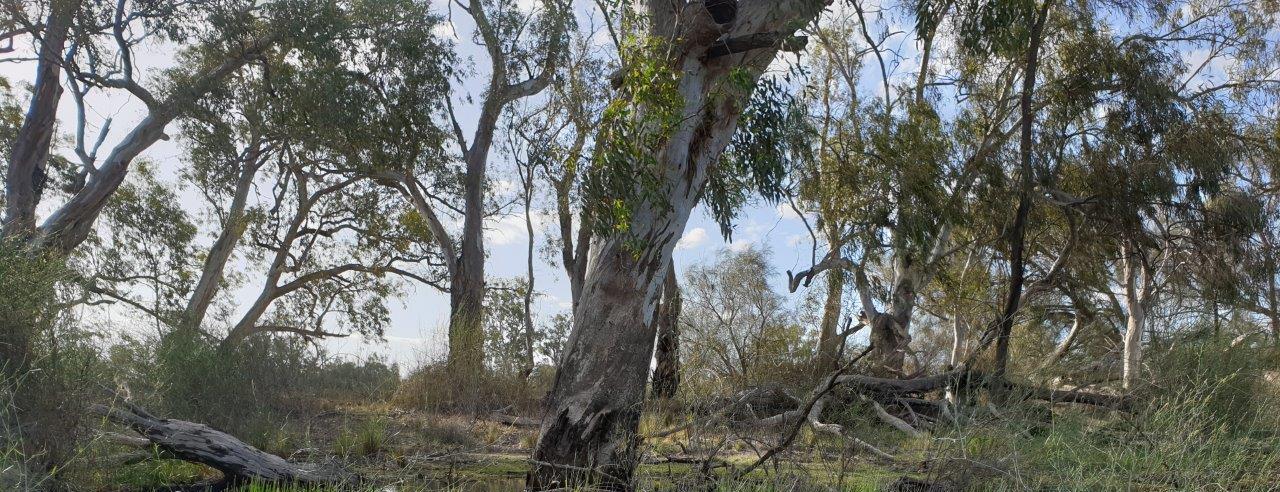 GiveNow - Nature Foundation