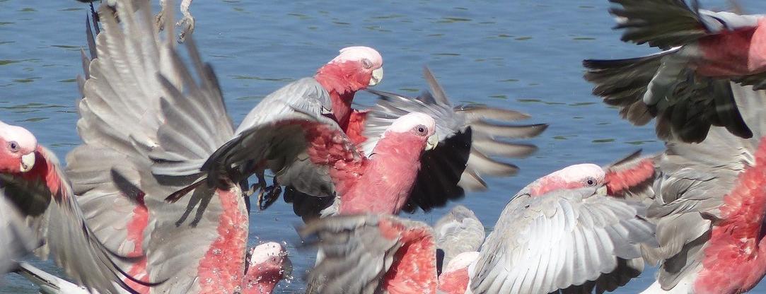 GiveNow - Nature Foundation