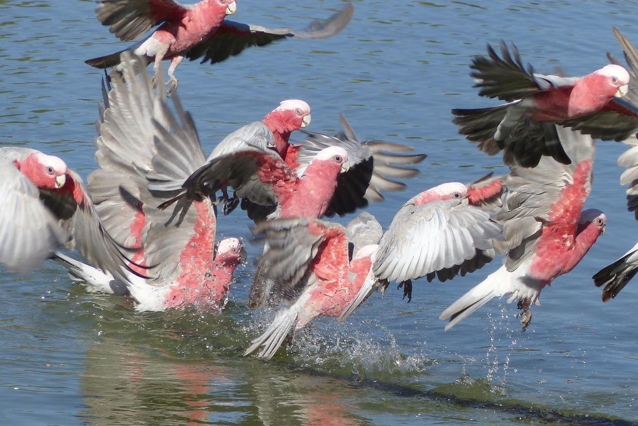 GiveNow - Nature Foundation