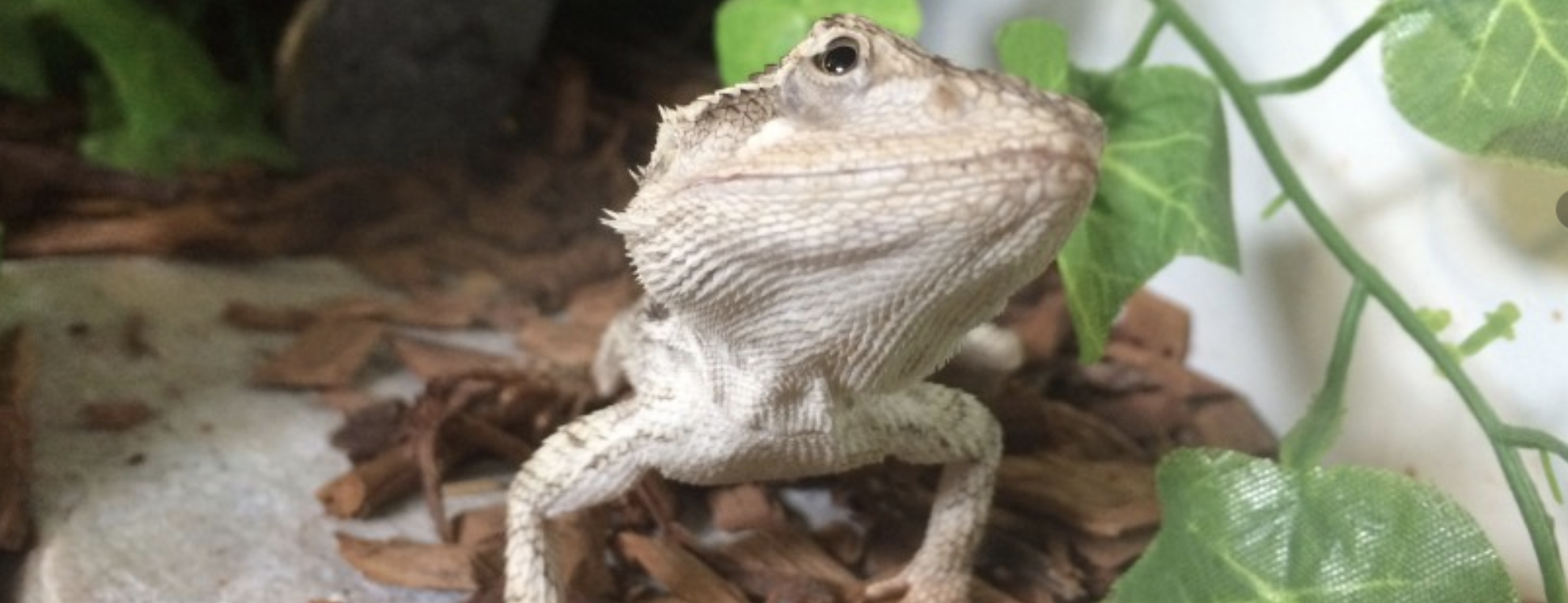 GiveNow - Reptile upgrade