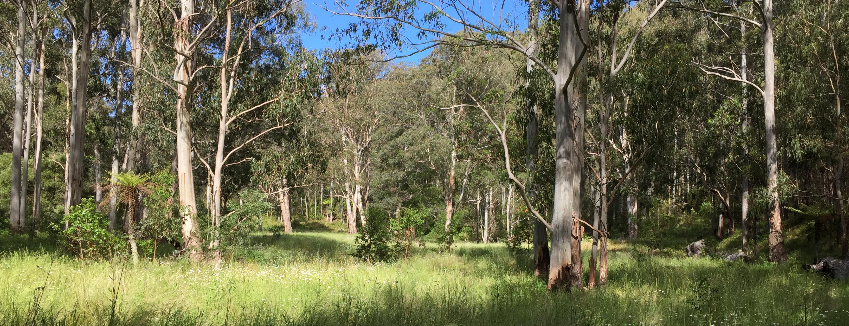 GiveNow - Every Tree Counts