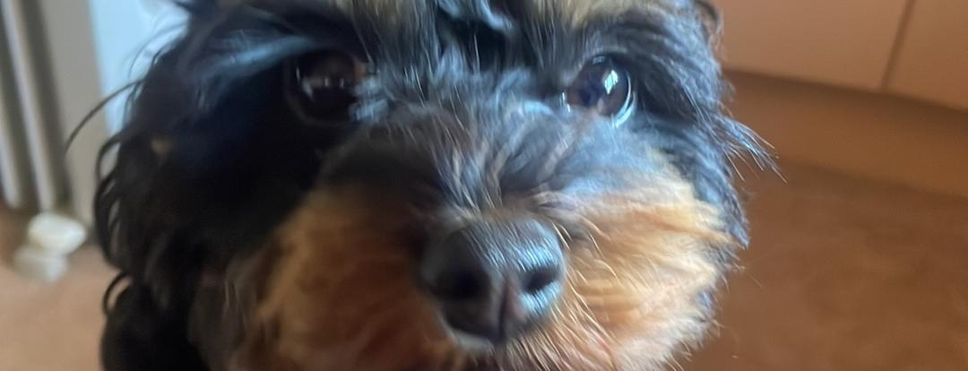 GiveNow - Friends of Lucy's Project