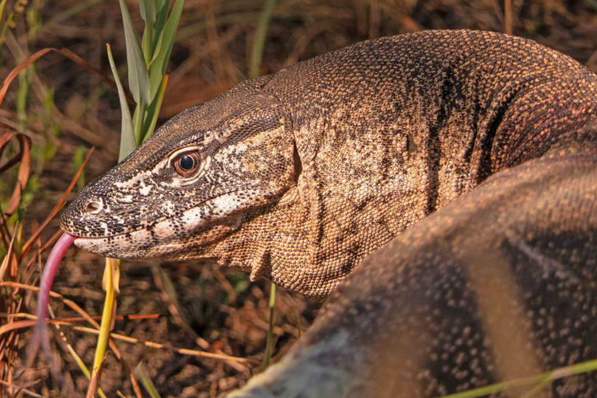 GiveNow - Protection and conservation of ACT parks and reserves